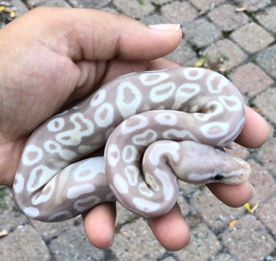 Coral Glow Black Axanthic Ball Python by Hudson Valley Herpetological