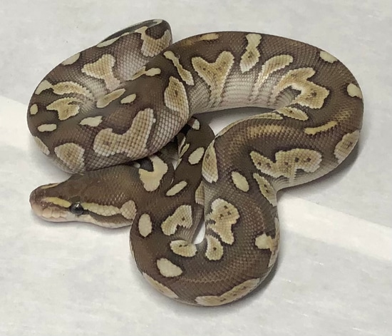 Butter Chocolate DH Hypo Clown Ball Python by Hudson Valley Herpetological