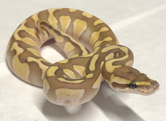 Chocolate Enchi Butter DH Hypo Clown Ball Python by Hudson Valley ...