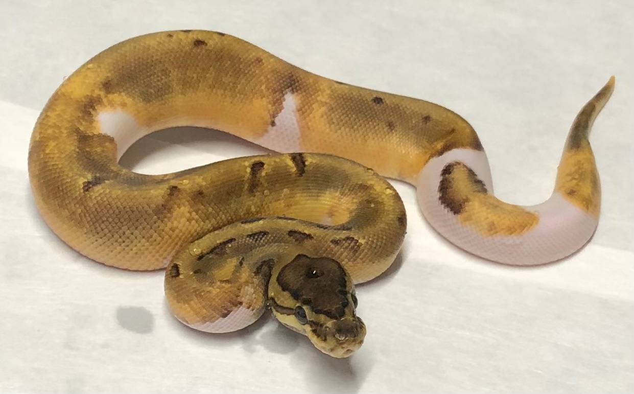 Enchi Pinstripe Pied Het VPI Axanthic Ball Python by Hudson Valley Herpetological - MorphMarket