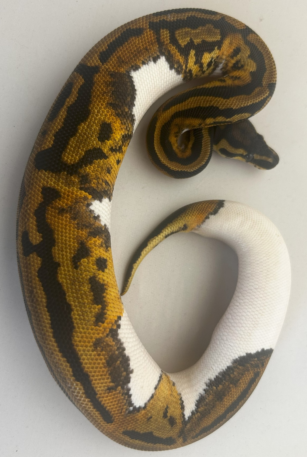 Leopard Pied Het Albino Ball Python by Hudson Valley Herpetological ...
