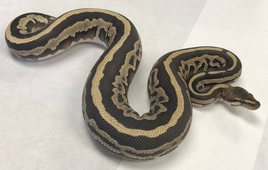 Leopard Mojave Het Pied Ball Python by Hudson Valley Herpetological