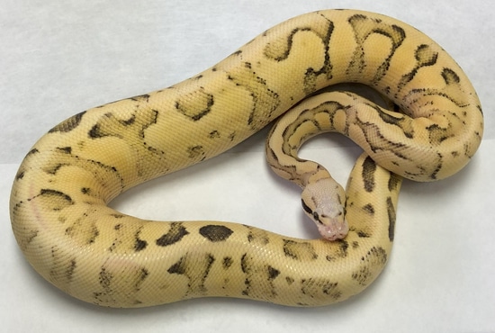 Pastel Vanilla Fire Het Clown Ball Python by Hudson Valley Herpetological