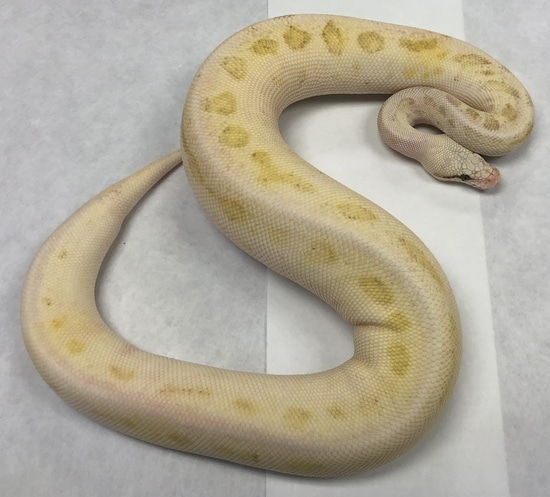 Super Vanilla Pastel Leopard Het Clown Ball Python by Hudson Valley ...