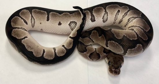 Black Axanthic Clown Ball Python by Hudson Valley Herpetological