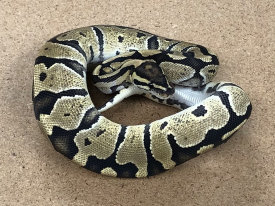 Fire Het Clown Poss Lace Ball Python by Hudson Valley Herpetological