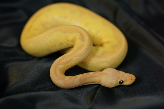 Batman Banana Pastel Russo Ball Python by Hudson Valley Herpetological