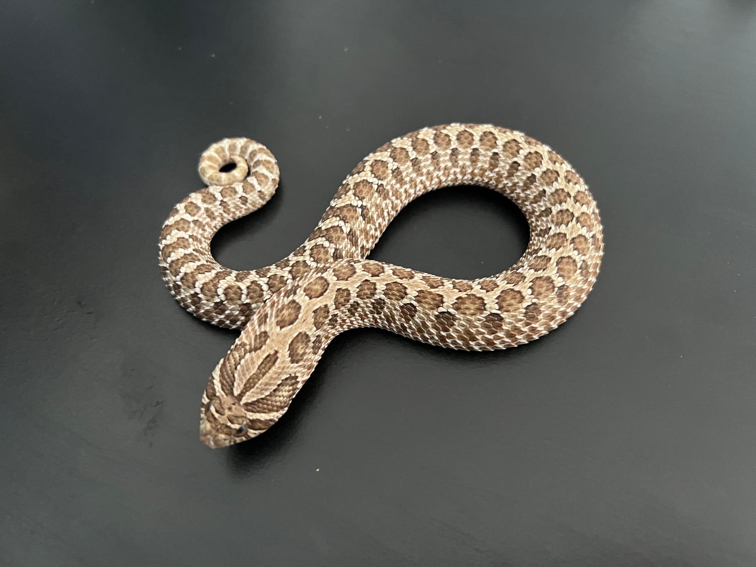 Normal Het Axanthic Poss Het Albino Western Hognose by Huff and Puff ...