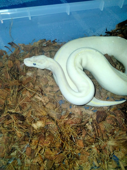Ivory Poss Blackhead Ball Python by Huffman's Southern Bred Pythons