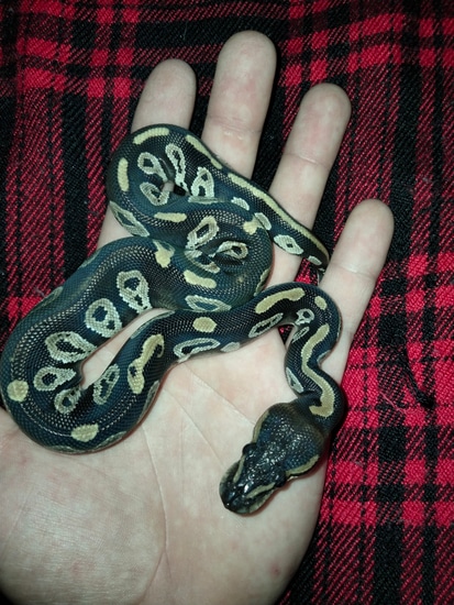 Mojave Ball Python by Huffman's Southern Bred Pythons