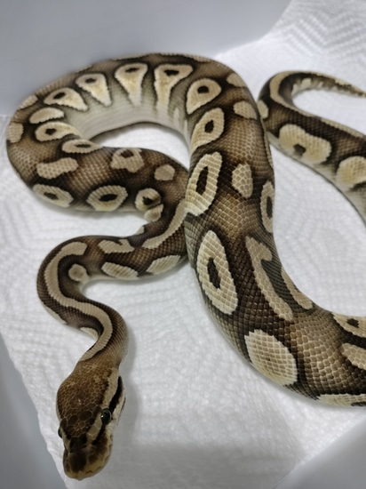 Pastave Ball Python by Huffman's Southern Bred Pythons