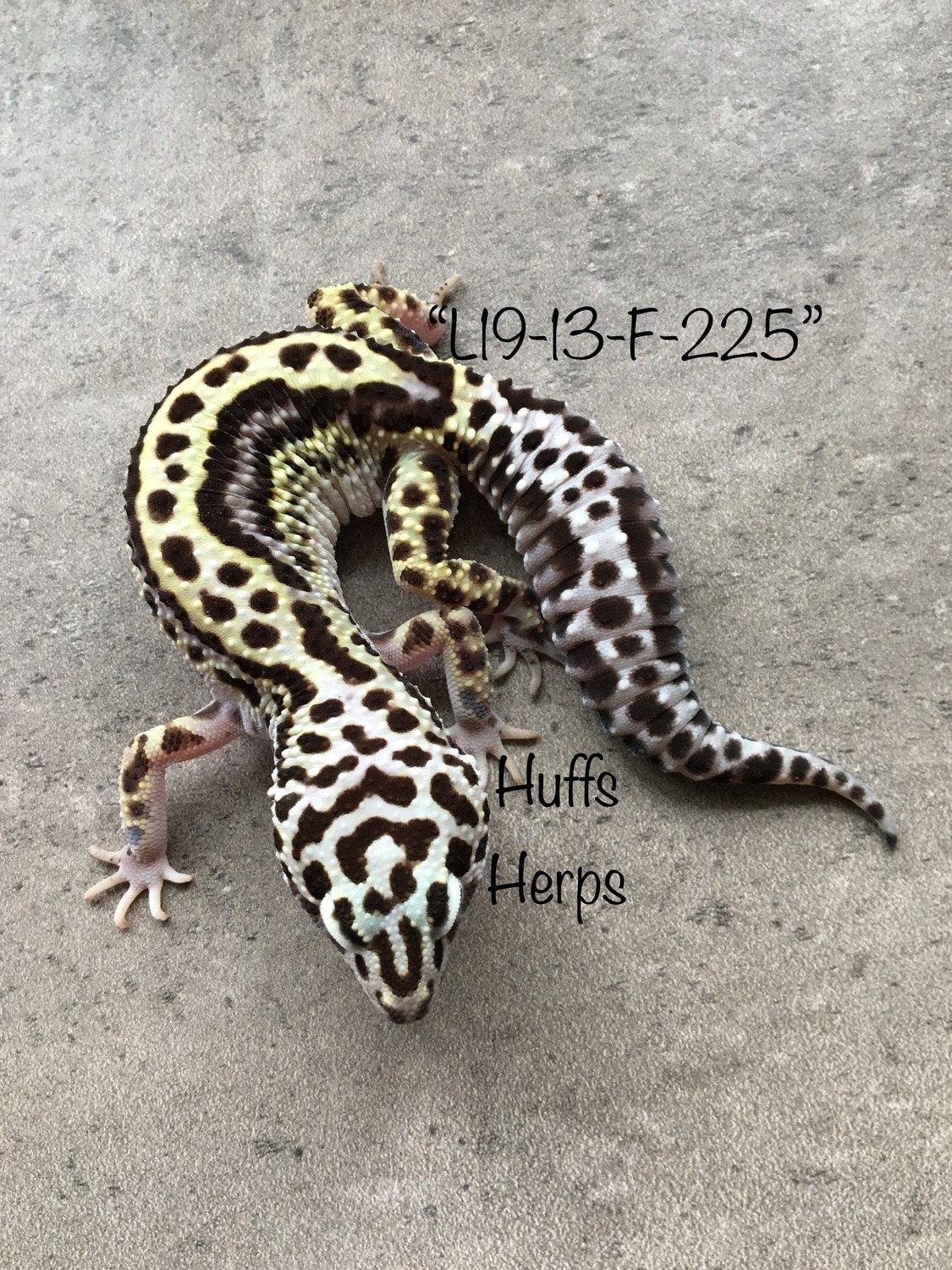 Gem Snow Bold Stripe Ph Tremper & Eclipse Leopard Gecko by Huffs Herps - MorphMarket