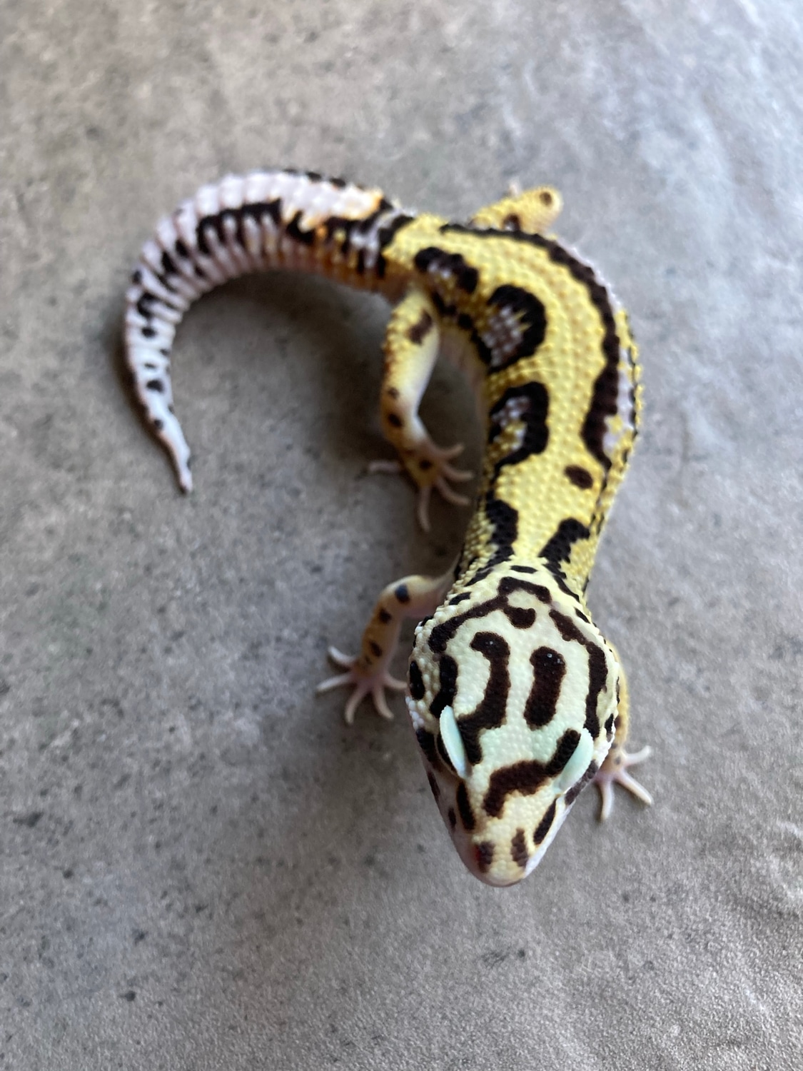 Bold Stripe Leopard Gecko by Huffs Herps - MorphMarket