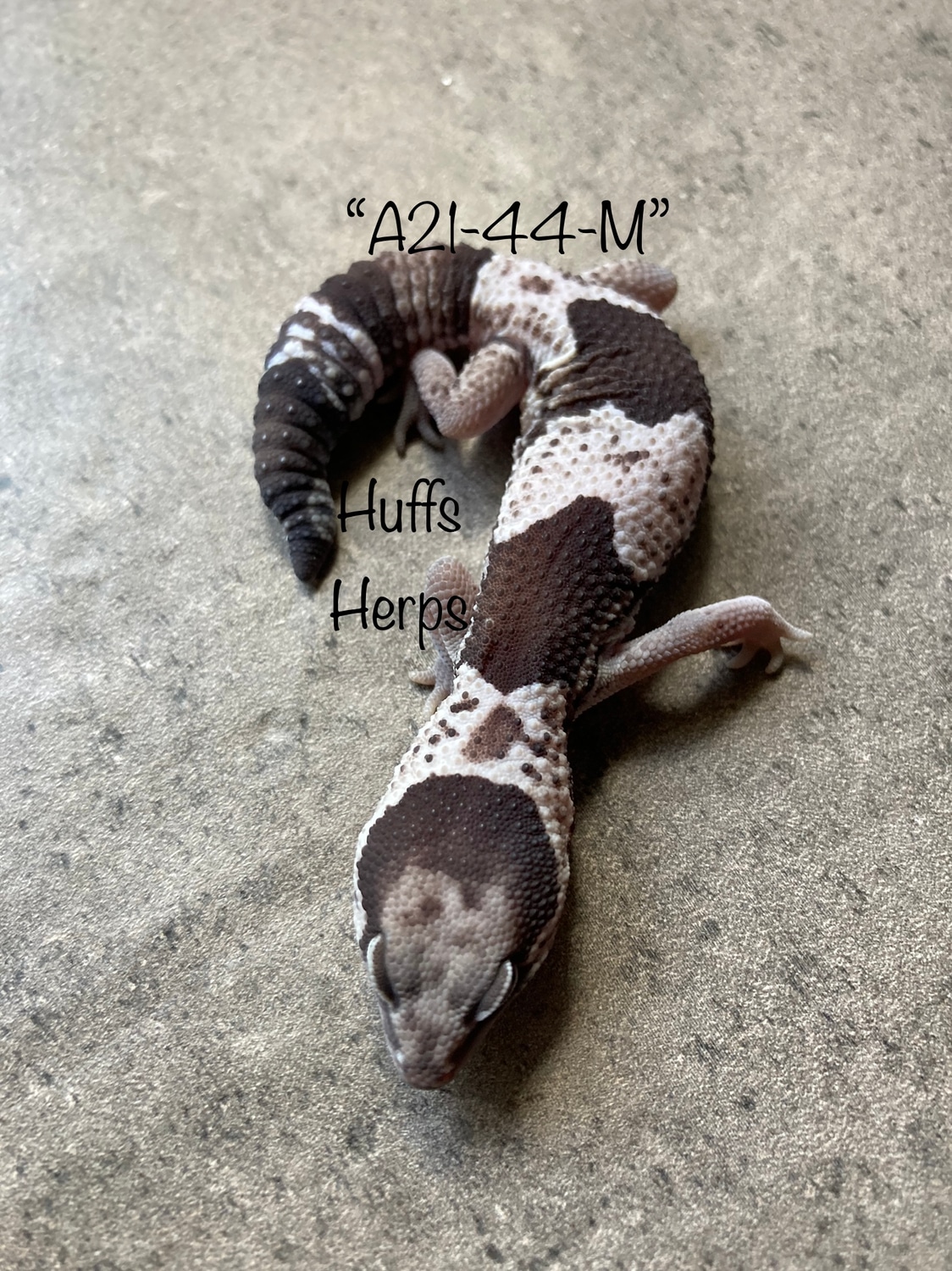 Oreo Pos Het Patternless African Fat-Tailed Gecko by Huffs Herps ...
