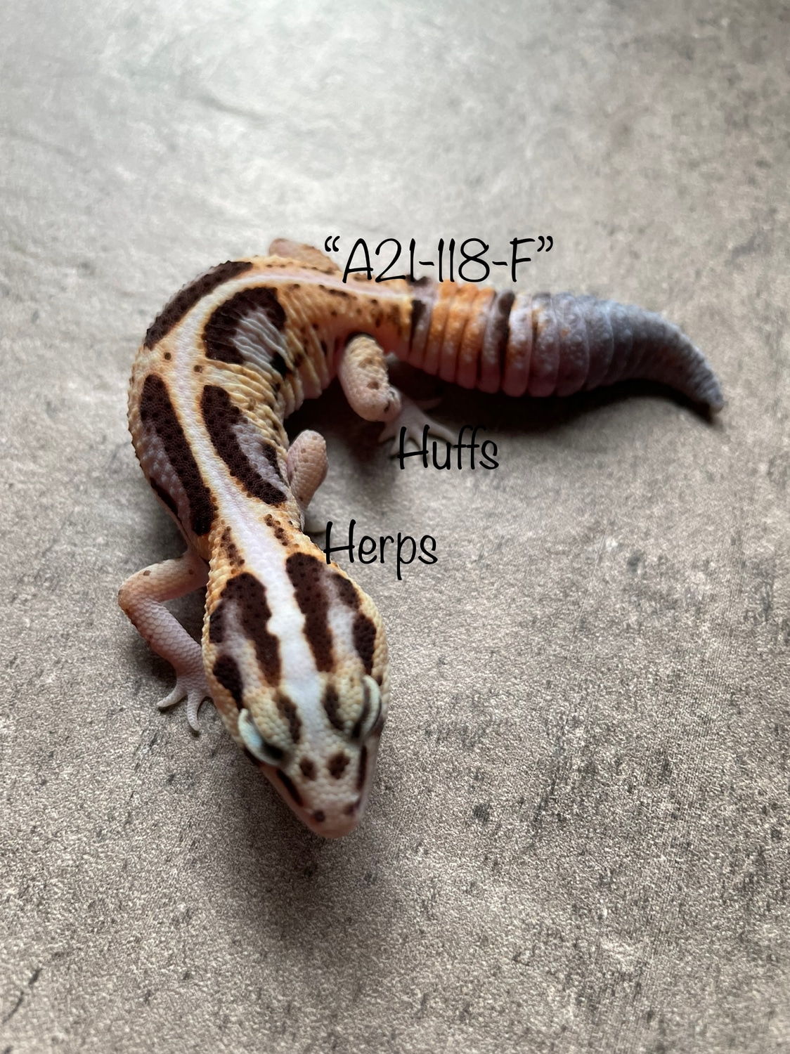 WhiteOut Zero Het Patternless African Fat-Tailed Gecko by Huffs Herps ...