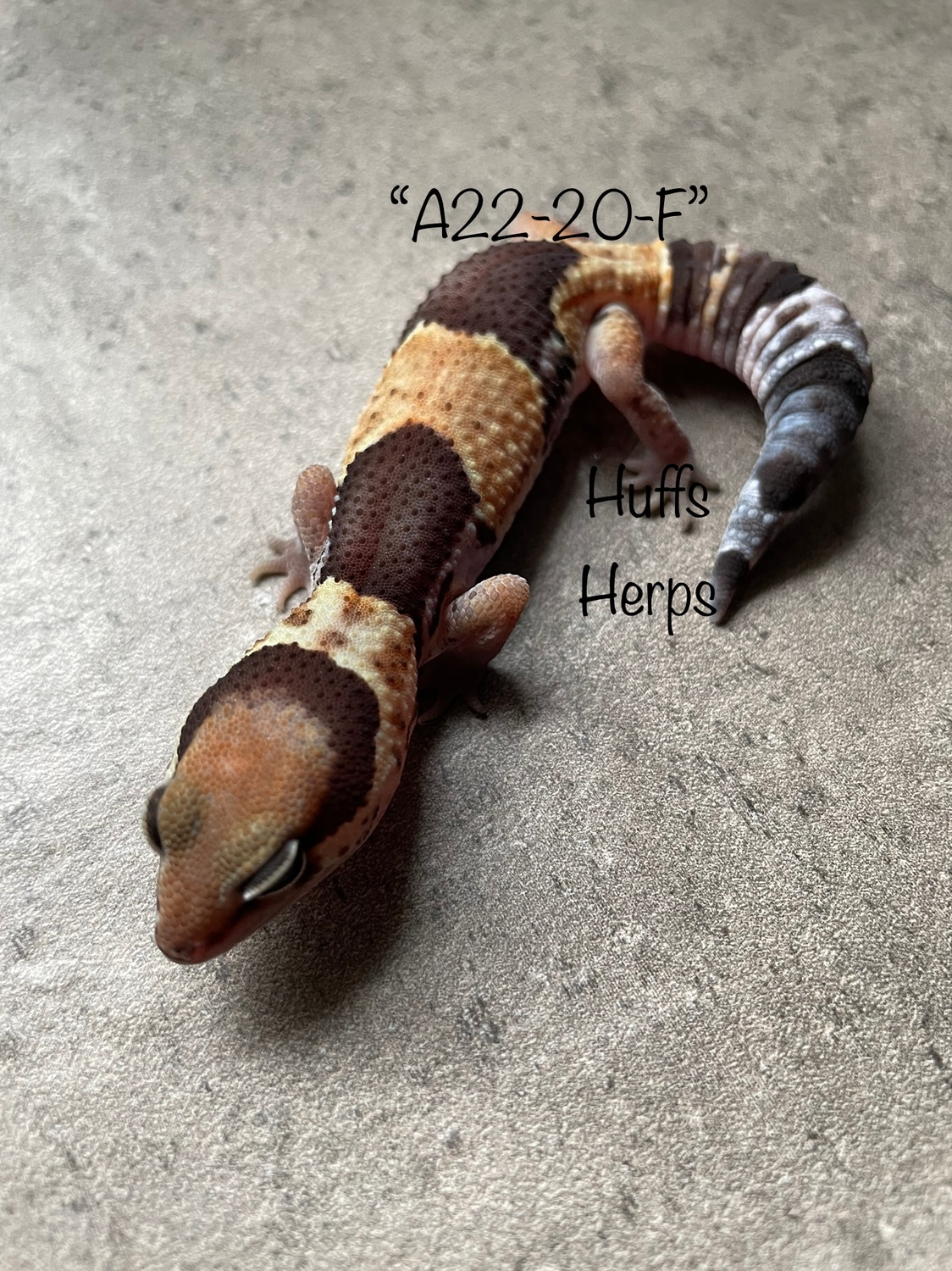 Het Oreo African Fat-Tailed Gecko by Huffs Herps - MorphMarket