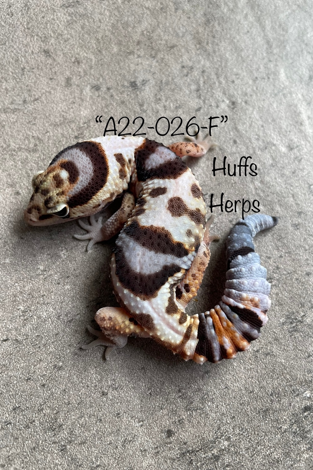 Banded WhiteOut Het Amel Pos Het Patternless Pos Het Oreo African Fat ...