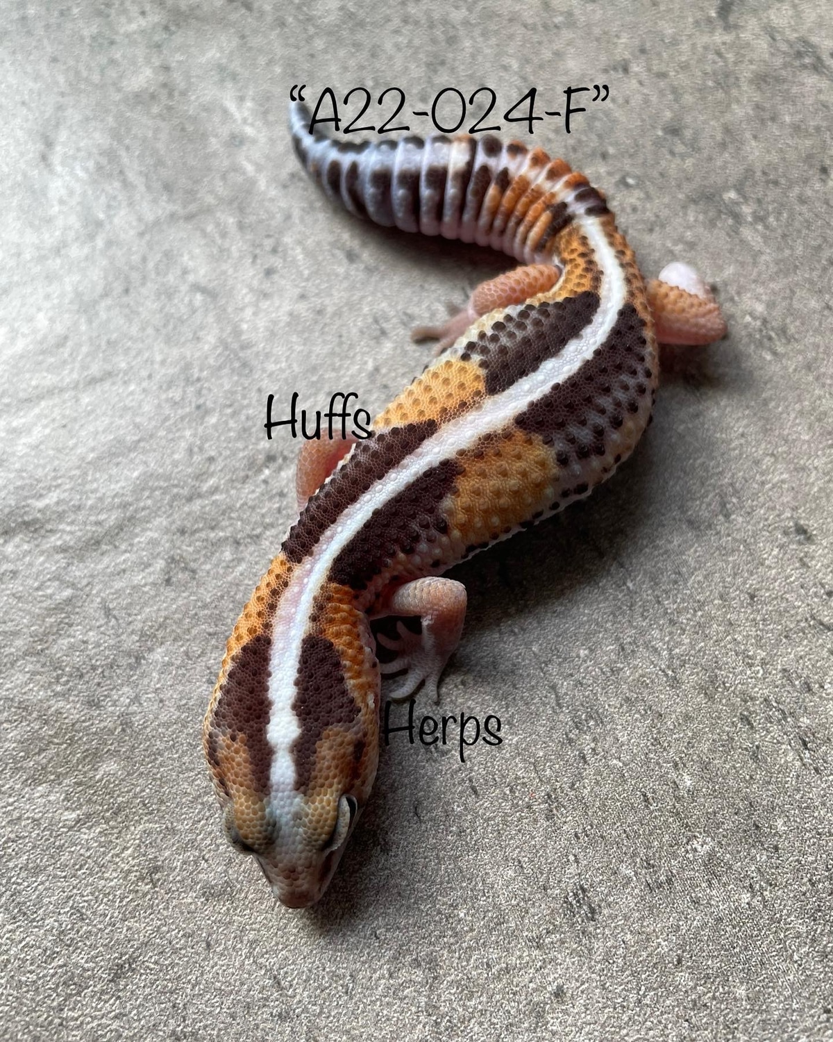 Striped Het Patternless African Fat-Tailed Gecko by Huffs Herps ...