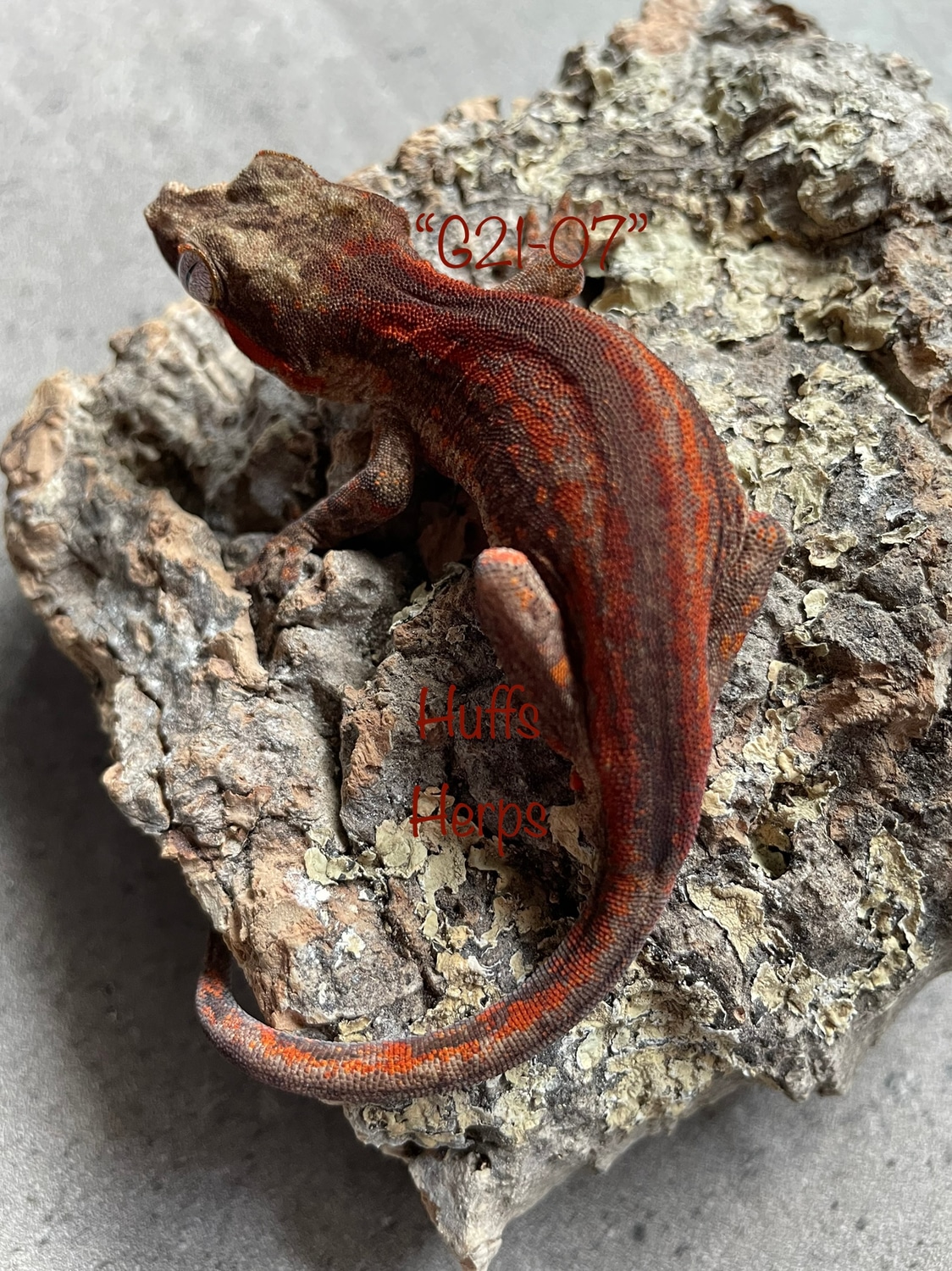 Red & Orange Striped Gargoyle Gecko by Huffs Herps - MorphMarket