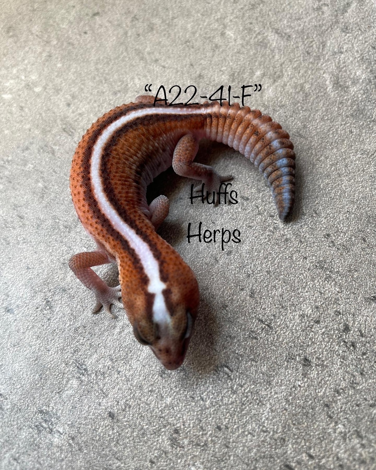 Striped Patternless African Fat-Tailed Gecko by Huffs Herps - MorphMarket