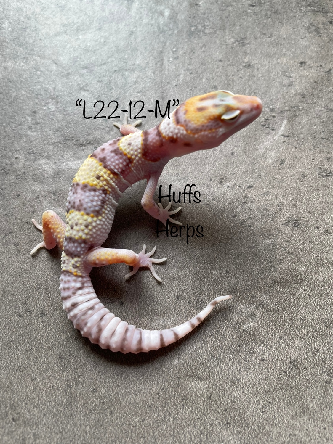 Mack Snow Bell Albino Pos Het Eclipse Leopard Gecko by Huffs Herps ...