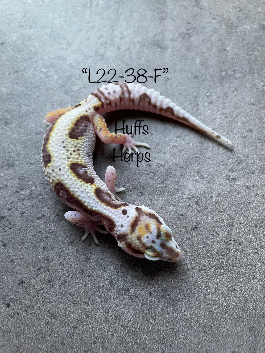 Mack Snow W&Y Bell Pos Het Eclipse Leopard Gecko by Huffs Herps ...