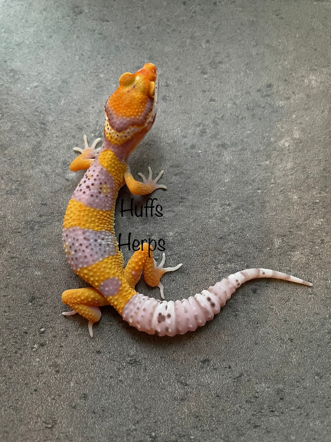 Bell Albino Pos Het Eclipse Leopard Gecko by Huffs Herps - MorphMarket
