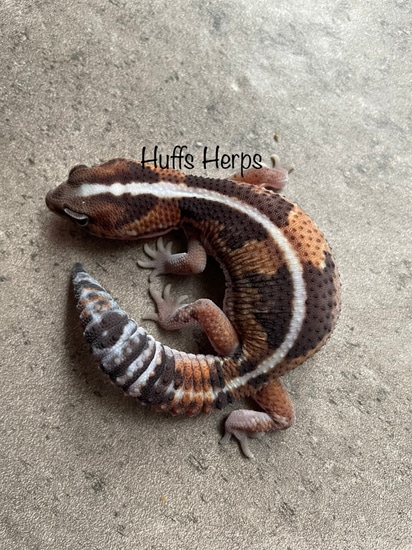 Striped Het Patternless African Fat-Tailed Gecko by Huffs Herps