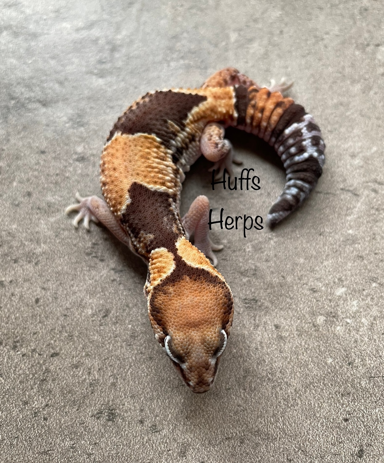 Banded Het Patternless Pos Het Amel Pos Het Oreo African Fat-Tailed ...