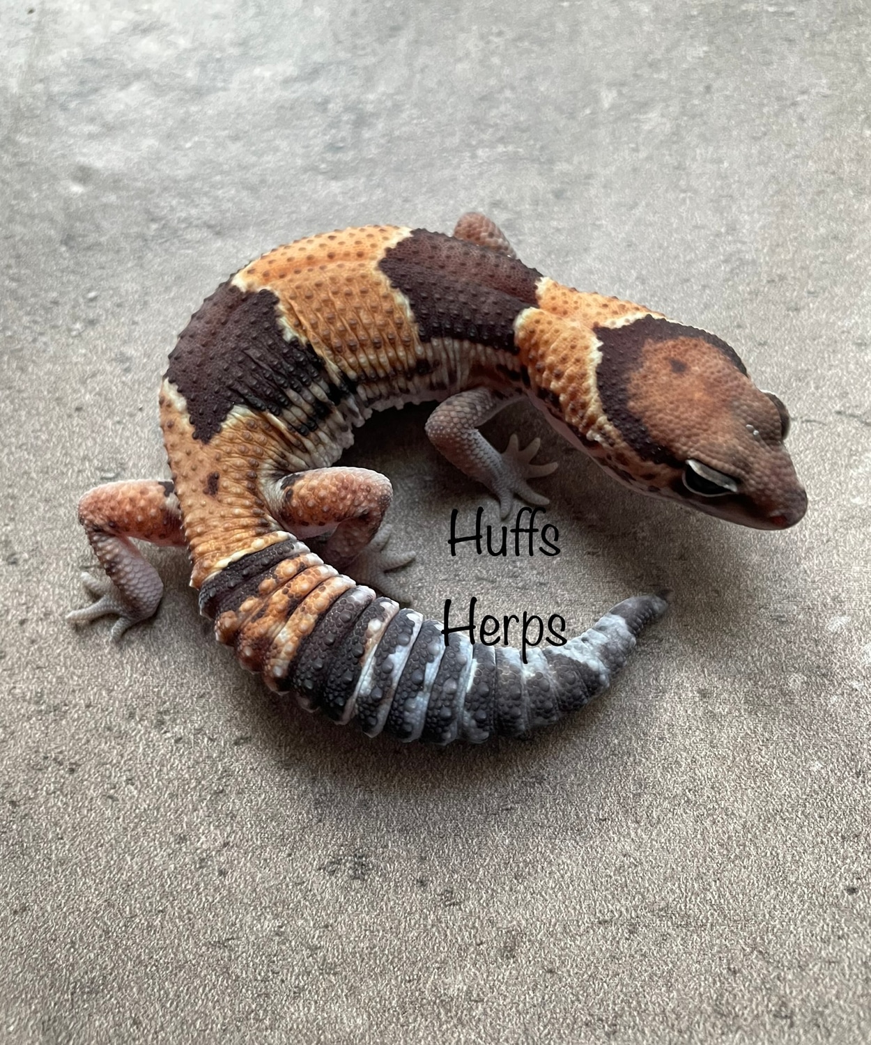 Banded Het Patternless African Fat-Tailed Gecko by Huffs Herps ...