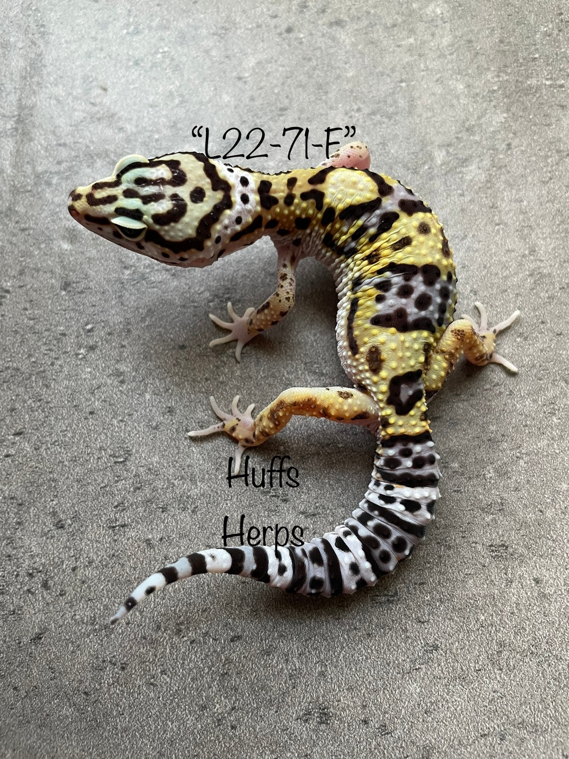 Bold Cross Het Radar Leopard Gecko by Huffs Herps - MorphMarket