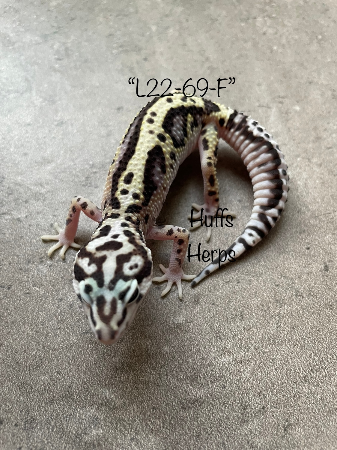 Gem Snow Bold Stripe NKH Leopard Gecko by Huffs Herps - MorphMarket