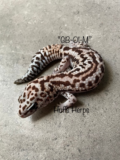 WhiteOut Patternless Het Ghost African Fat-Tailed Gecko by Huffs Herps