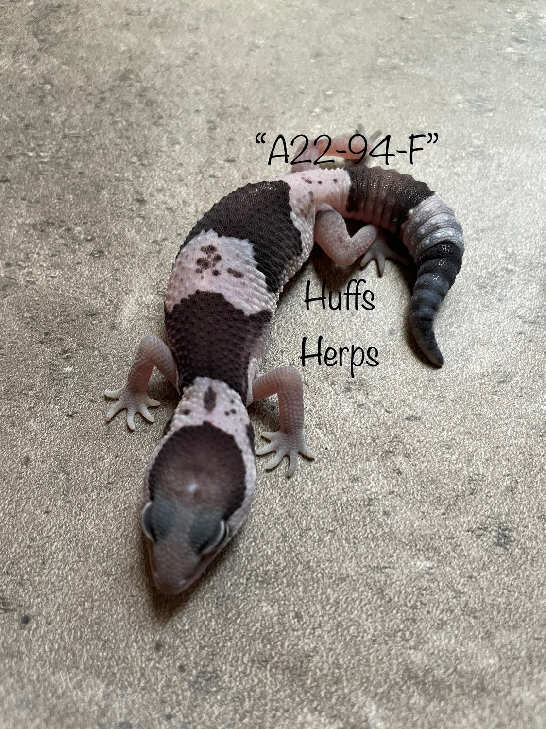 Oreo Het Patternless African Fat-Tailed Gecko by Huffs Herps - MorphMarket