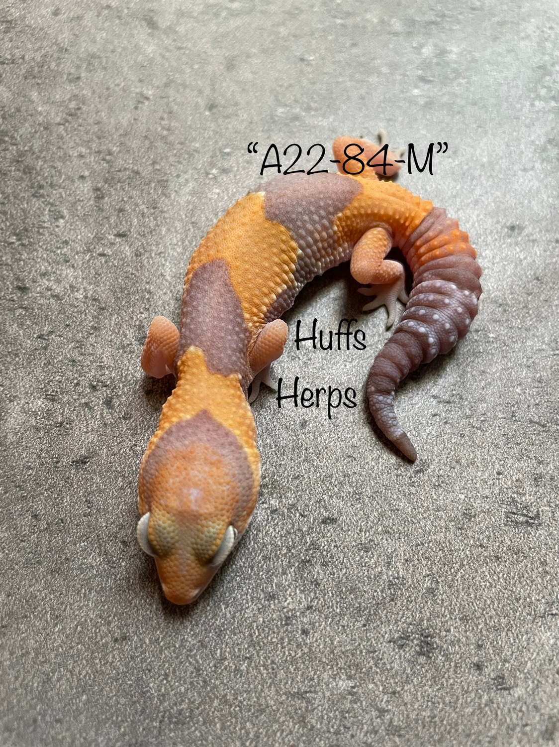 Tangerine Amelanistic Het Patternless African Fat-Tailed Gecko by Huffs ...