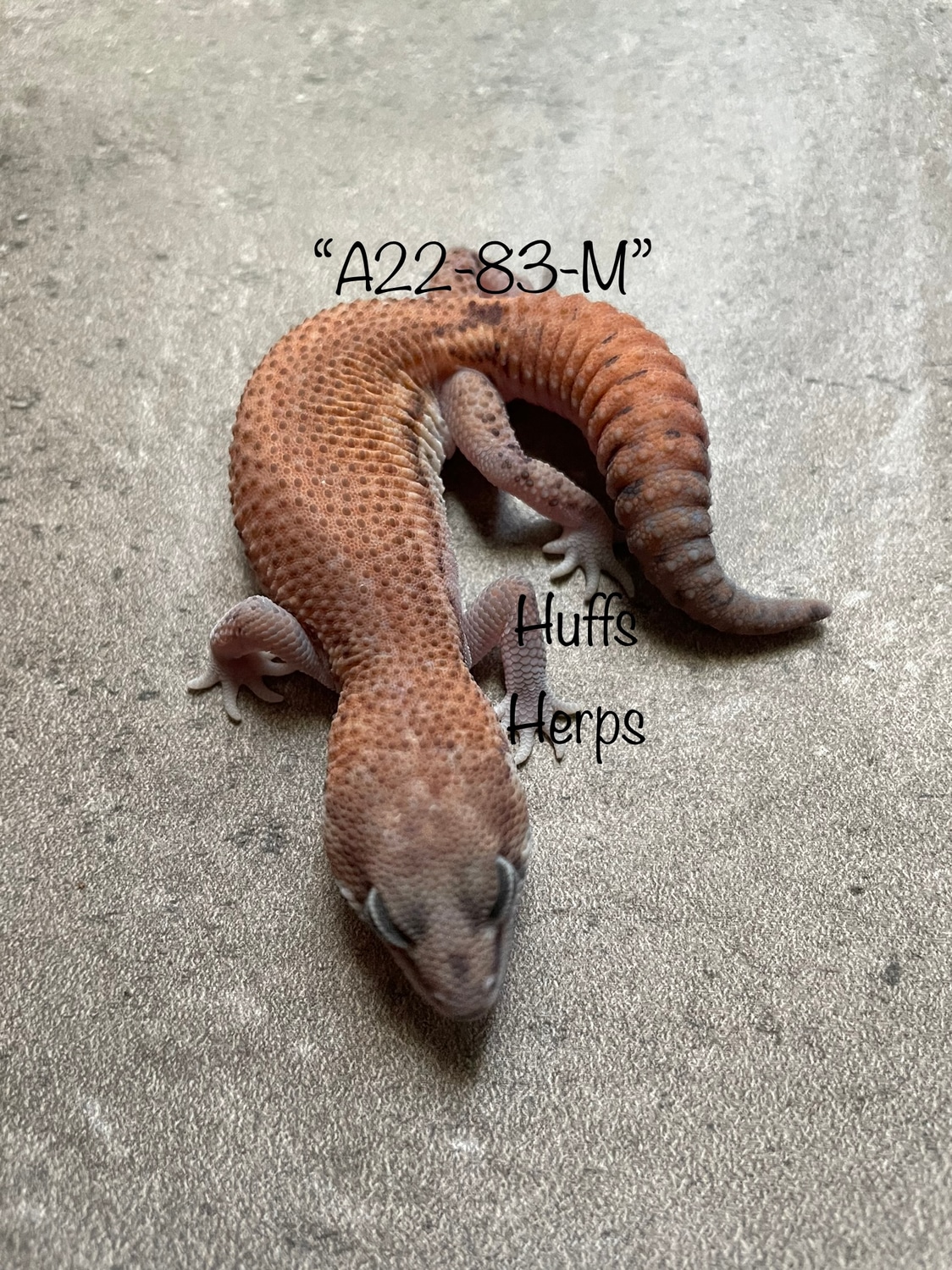 Tangerine Patternless Het Ghost Het Oreo African Fat-Tailed Gecko by ...