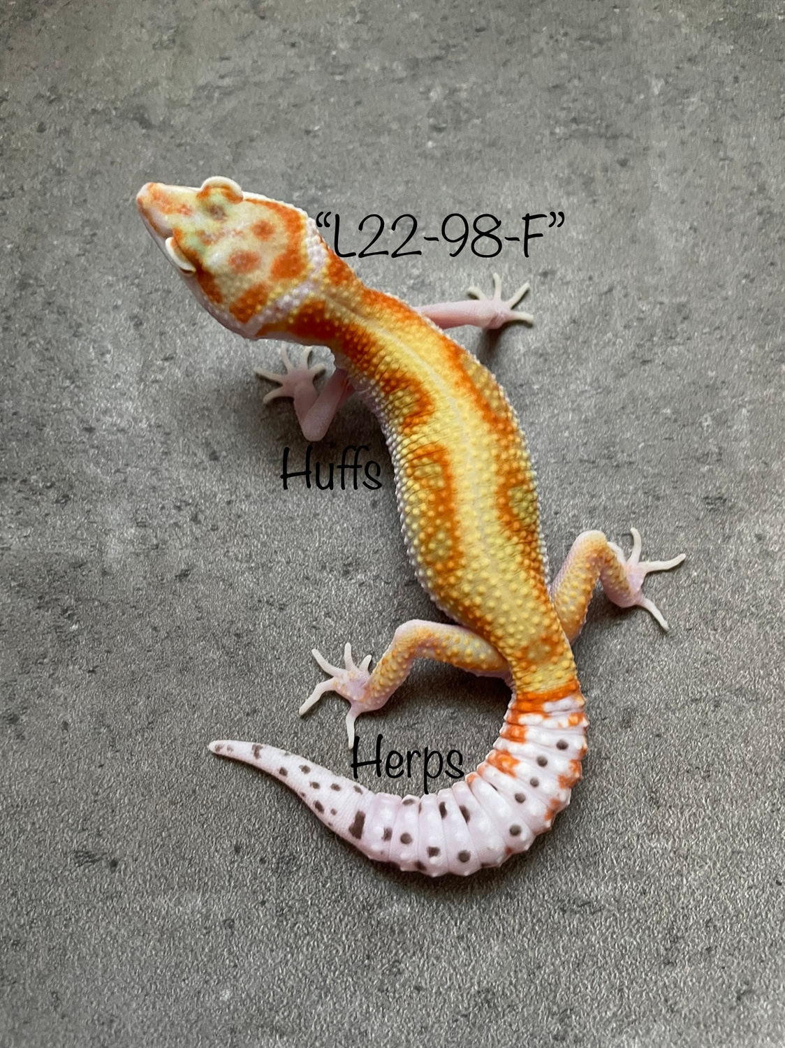 Tangerine Emerine W&Y Bell Pos Het Eclipse Leopard Gecko by Huffs Herps - MorphMarket