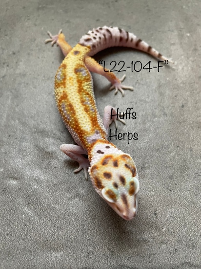 Tangerine Mack Snow W&Y Bell Pos Het Eclipse Leopard Gecko by Huffs Herps