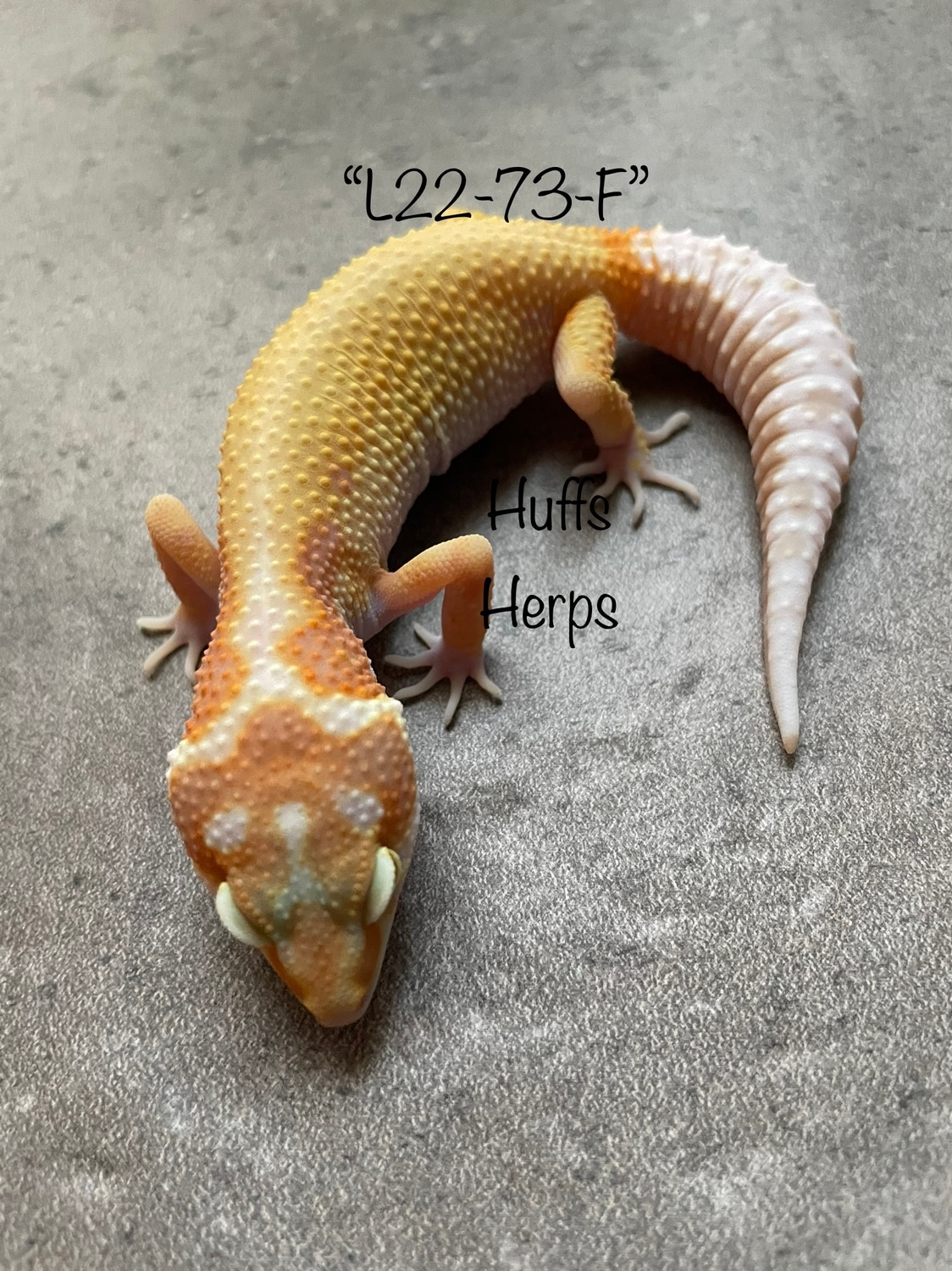 Bold Raptor Leopard Gecko by Huffs Herps - MorphMarket