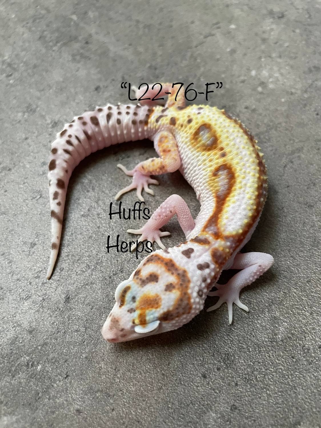 Mack Snow W&Y Bell Albino Pos Het Eclipse Leopard Gecko by Huffs Herps ...