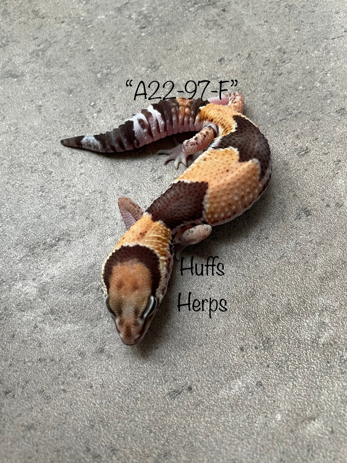 Banded Het Oreo Pos Het Patternless African Fat-Tailed Gecko by Huffs ...
