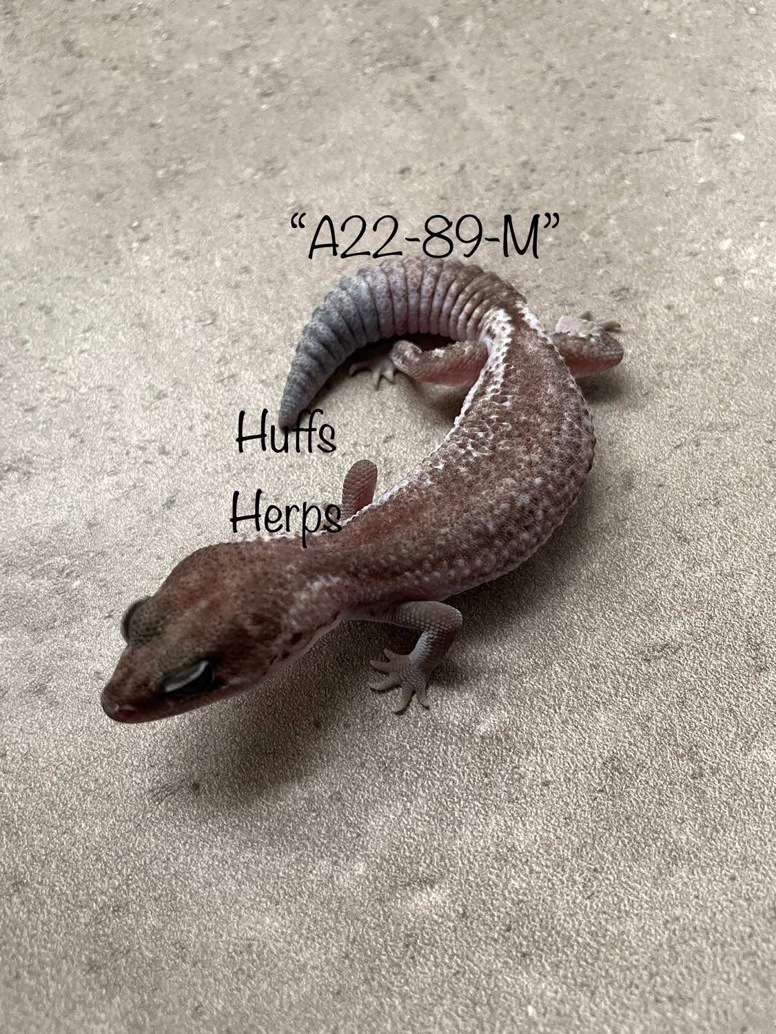 Oreo Patternless African Fat-Tailed Gecko by Huffs Herps - MorphMarket
