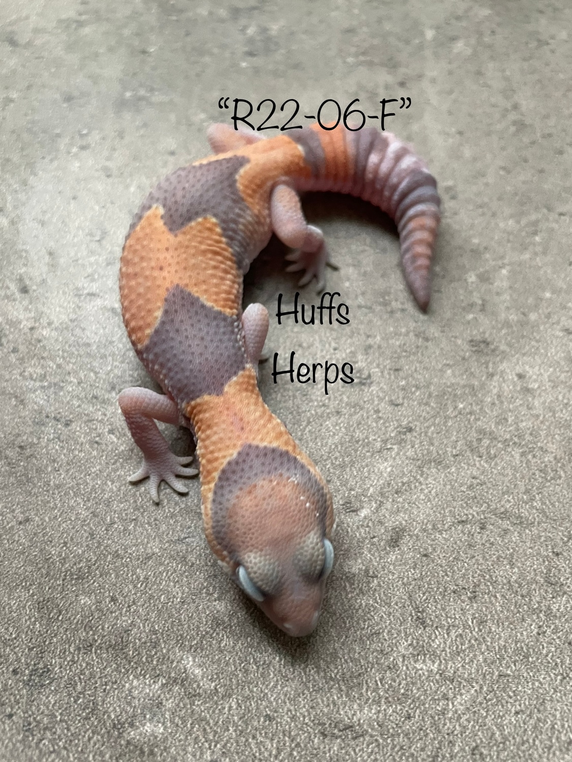 Banded Ghost PET ONLY African Fat-Tailed Gecko by Huffs Herps - MorphMarket