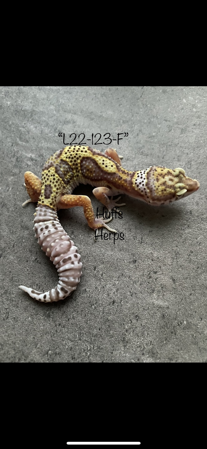 Mack Snow Bell Albino Pos Het Eclipse Leopard Gecko by Huffs Herps ...