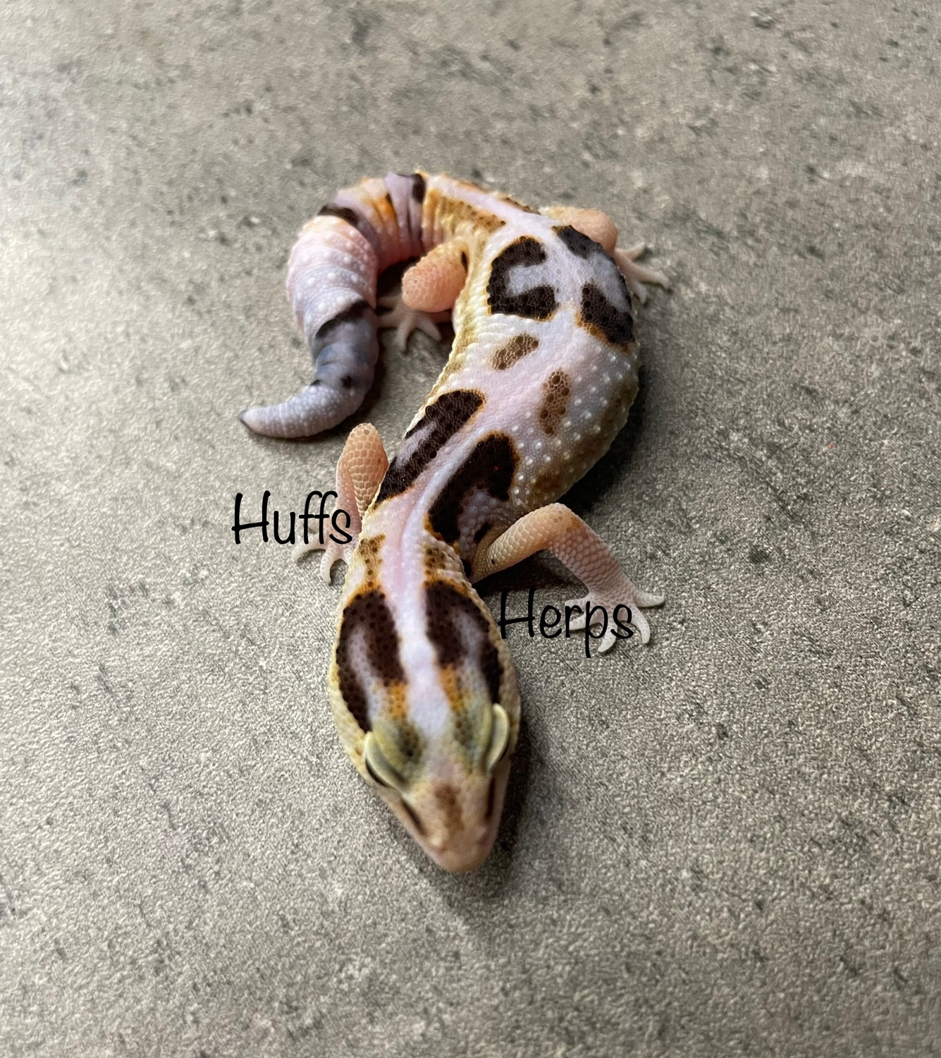 Striped WhiteOut Het Oreo Pos Het Amelanistic Pos Het Patternless ...