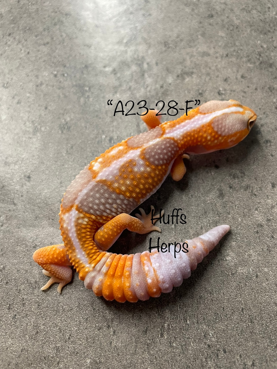 Striped WhiteOut Tangerine Amelanistic Het Oreo Pos Het Patternless ...