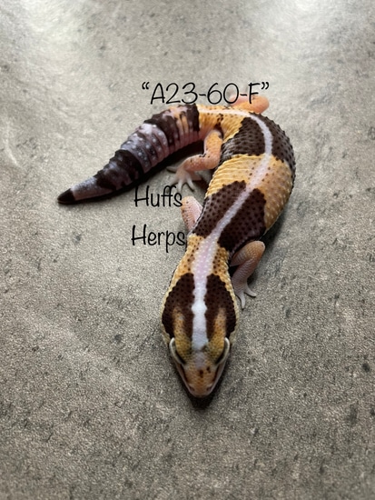 Striped Het Ghost Pos Het Patternless African Fat-Tailed Gecko by Huffs ...