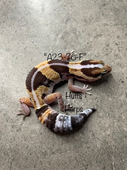 Stripe Het Ghost Pos Het Patternless African Fat-Tailed Gecko by Huffs ...