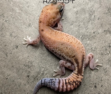 Striped WhiteOut Tangerine Amelanistic Het Oreo Pos Het Patternless ...