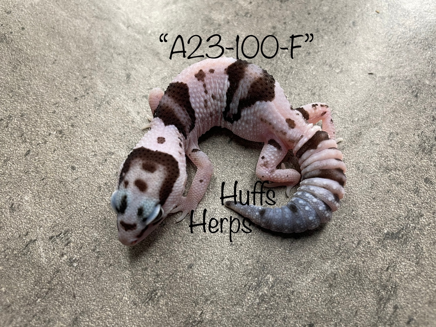 WhiteOut Oreo Pos Het Patternless African Fat-Tailed Gecko by Huffs ...